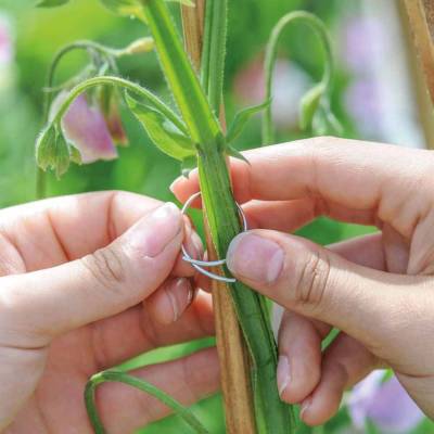 Sweet Pea Flower Plant Support Rings Pack of 50 Perfect for Canes or ...