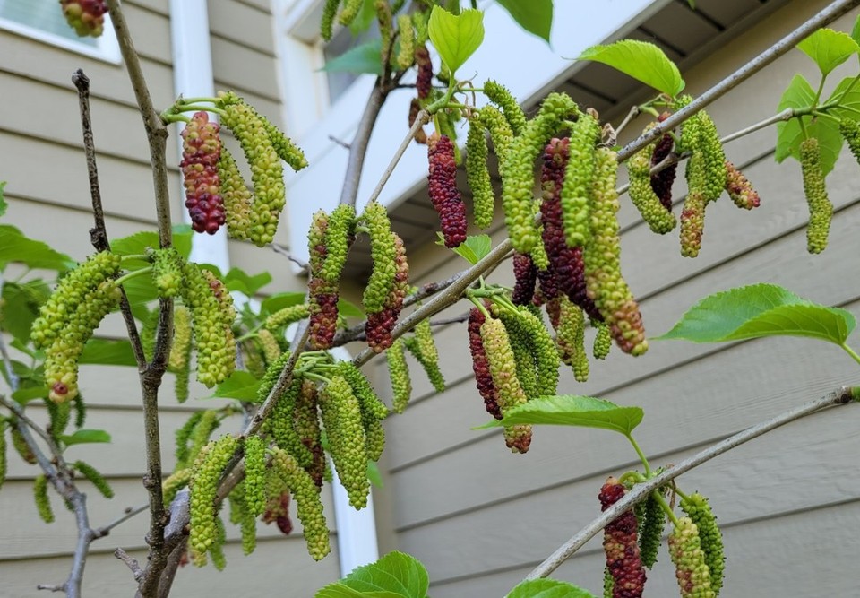 Pakistan Mulberry Tree Live Plant 6-8" Tall Long Mulberry Tree, Morus ...