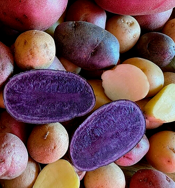 Potato Seeds 1 Pound Mix Seed Potatoes Purple Red Yukon Russet Organic ...
