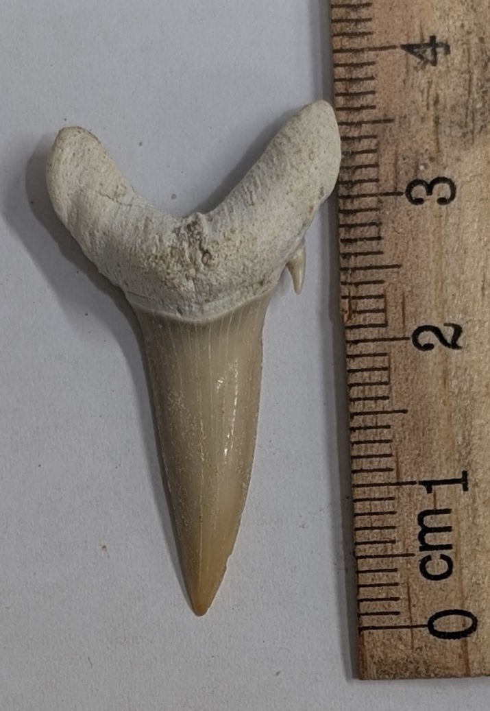 40 Million year old Fossil SHARK TOOTH From Morocco (#R57) | eBay