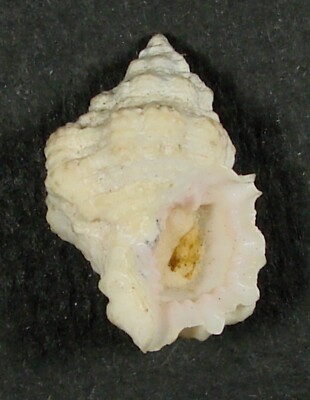 BURSA THOMAE 27.91mm BEAUTIFUL SPECIMEN Loo Key, Florida | eBay