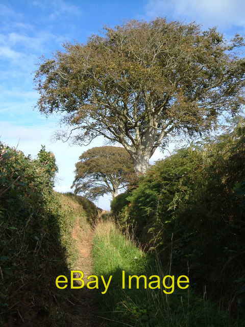 Photo 6x4 Field track in South Hams Brownston Alas, this charming green ...