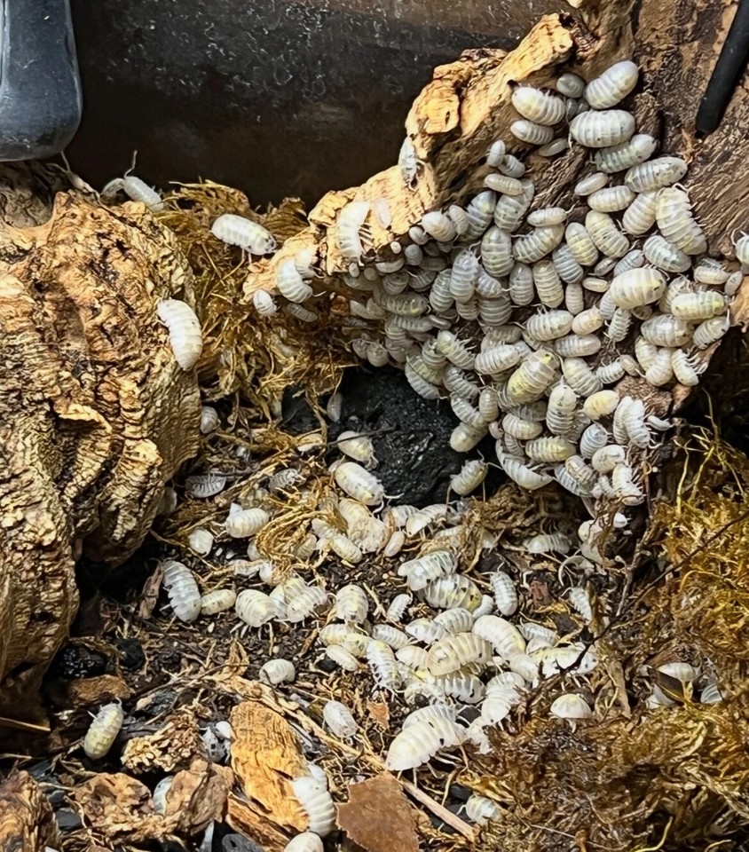 30+ Armadillidium Vulgare Japanese Magic Potion Isopods Bioactive Clean ...