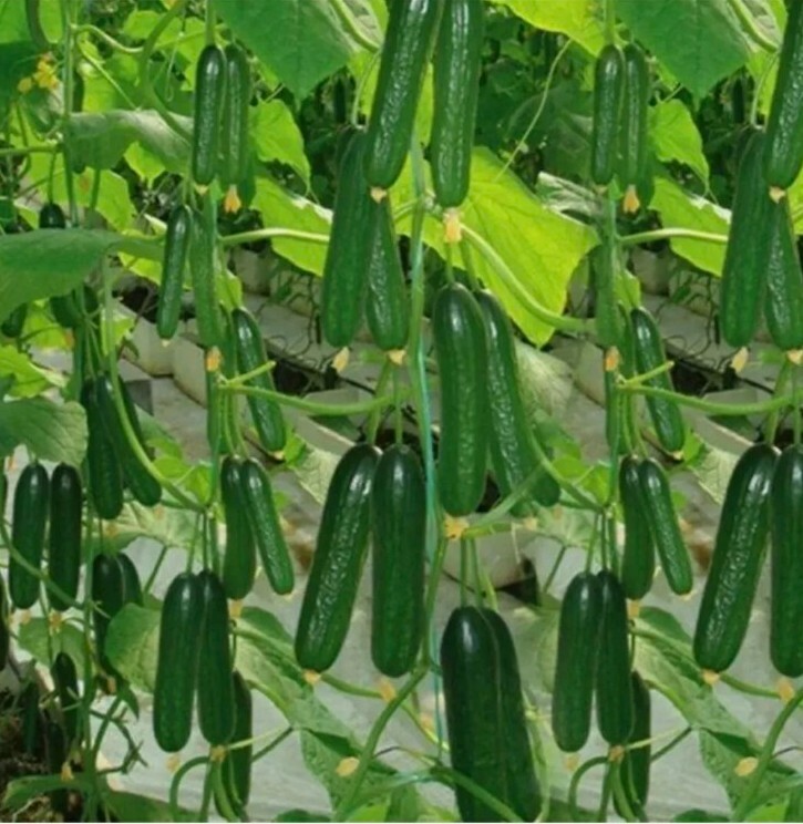 100 Seeds Sweet Gherkin Cucumber Baby cucumber Vegetable Plant Easy to ...