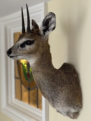 Taxidermy Klipspringer Antelope Shoulder Mount | eBay UK