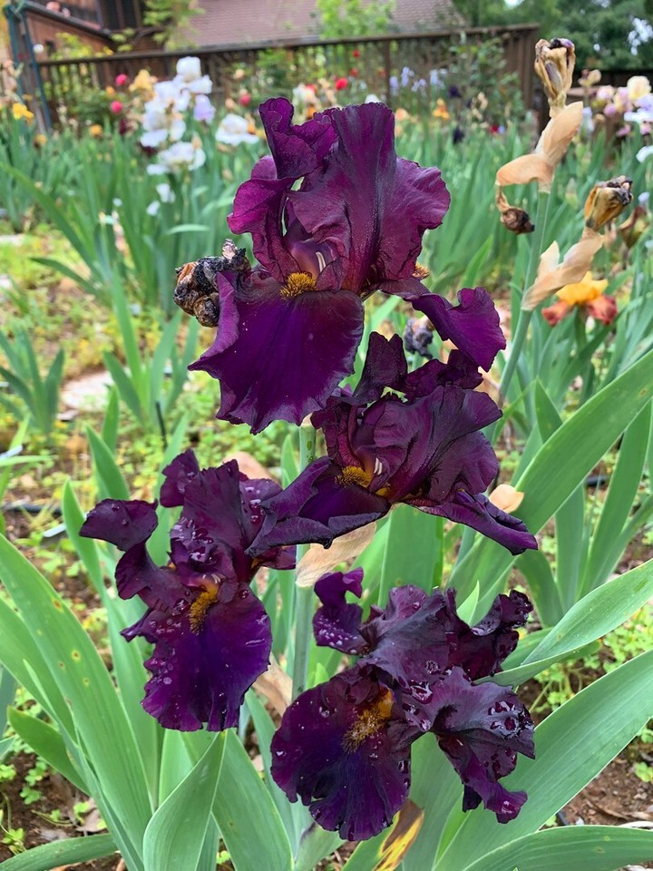 Tall Bearded Iris Rhizome "MEN IN BLACK" Larry Lauer 1998 AWARD WINNER ...