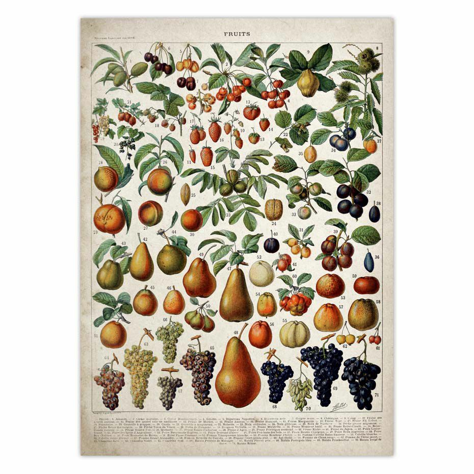 Vintage Vegetable Fruit Mushroom Poster Canvas Print Botanic Science ...