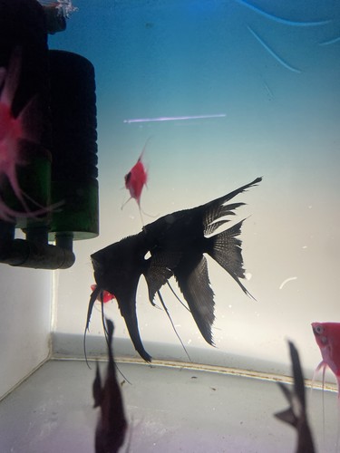 Proven Breeding Pair AngelFish -Black (Long Fin) | eBay