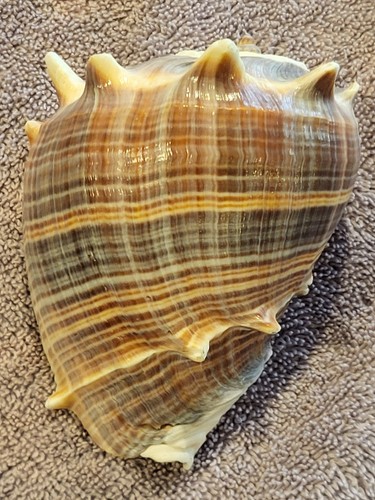 NATURAL KINGS CROWN CONCH SEASHELL FLORIDA NAUTICAL DECOR TROPICAL ...