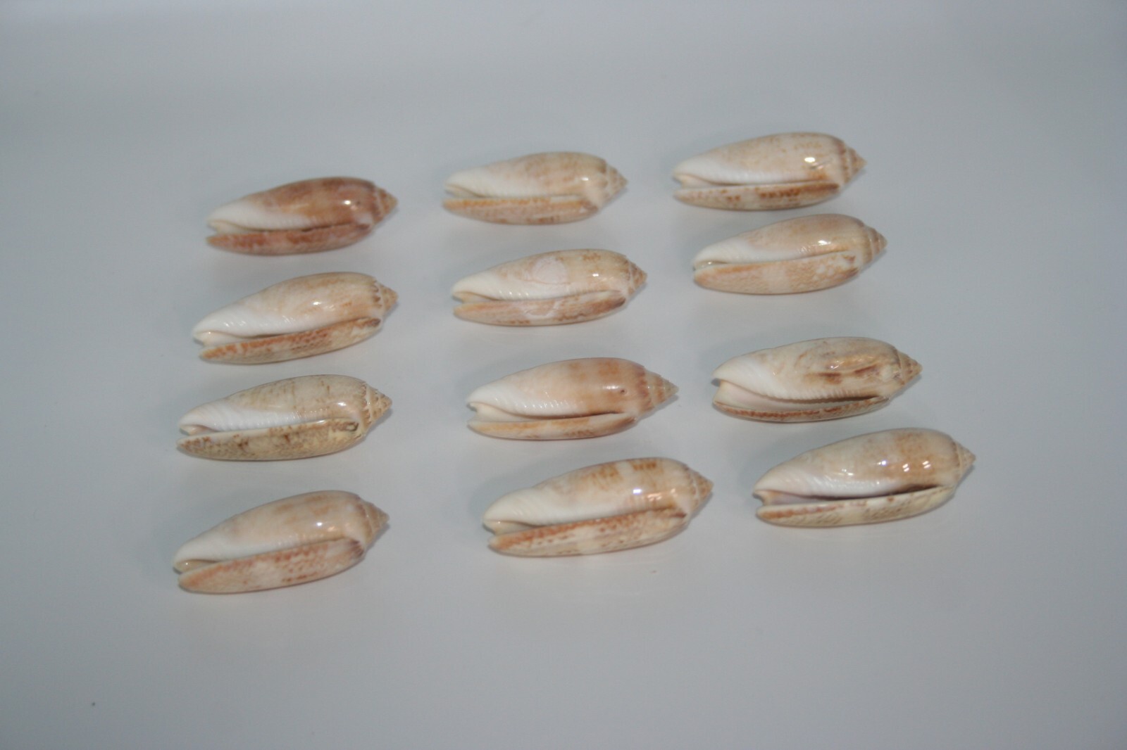 12 Lettered Olive Seashells ~ Home/Event Decor ~ Jewelry ~ Crafts ~ 2 ...