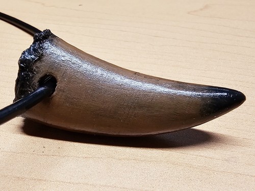 Tyrannosaurus rex Dinosaur Tooth Necklace 2 Inch Tooth 3d Scan Fossil ...