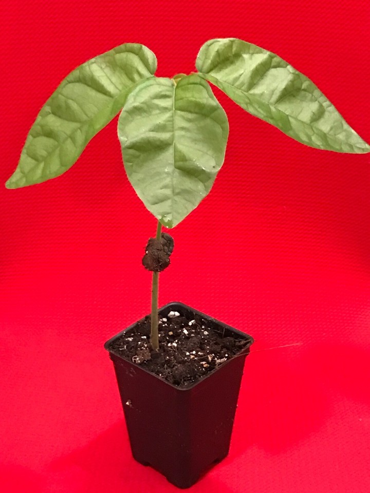 FORASTERO Jaco Jaca Variety Theobroma Cacao Cocoa Chocolate Fruit Tree ...