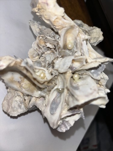 Oyster and Barnacle Shell Cluster Sculpture RARE - Unique Beach Decor w/Pearls! | eBay