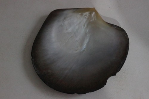 coquille en nacre d' huitre perliere PINCTADA MARGARITIFERA 17.5cm ...