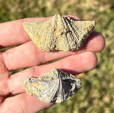 Fossil Brachiopods LOT Neospirifer Texas Pennsylvanian Age Palo Pinto ...