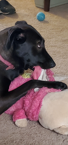 Spark Create Imagine Cat Kitten Stuffed Plush Wearing Pink Unicorn ...