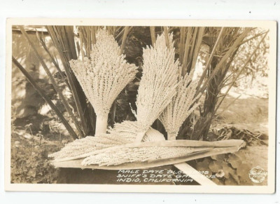 Indio, CA California old RPPC Postcard, Male Date Blossoms by Frashers ...