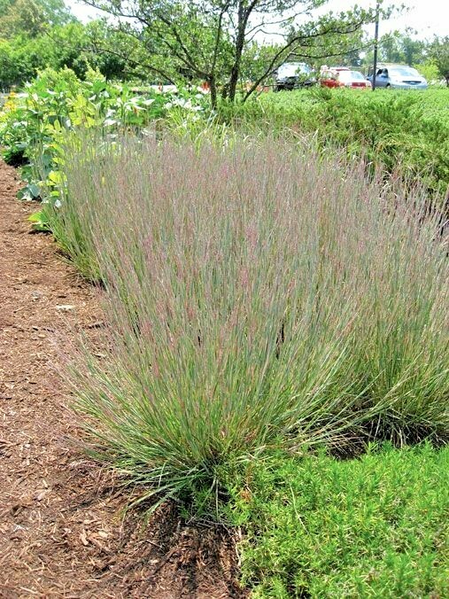 501+ LITTLE BLUESTEM Seeds Native Prairie Grass Ornamental Perennial ...