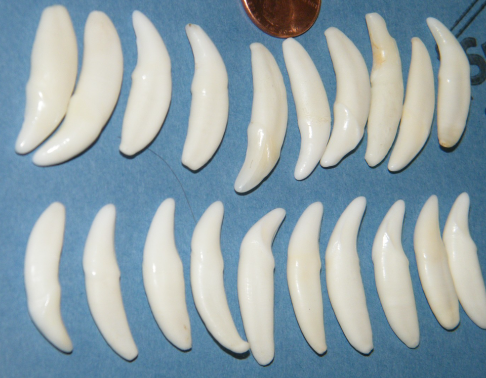 Lot of 10 COYOTE BIG Teeth White Genuine Tooth Aprx. 1 1/2" NO Holes ...