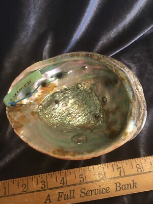 HUGE 1995 ~ Approx 8”x 6” RED ABALONE SHELL Haliotis Rufescens w ...