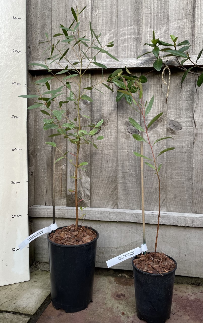 Eucalyptus Rodwayi - Swamp Peppermint tree 80-100cm | eBay UK