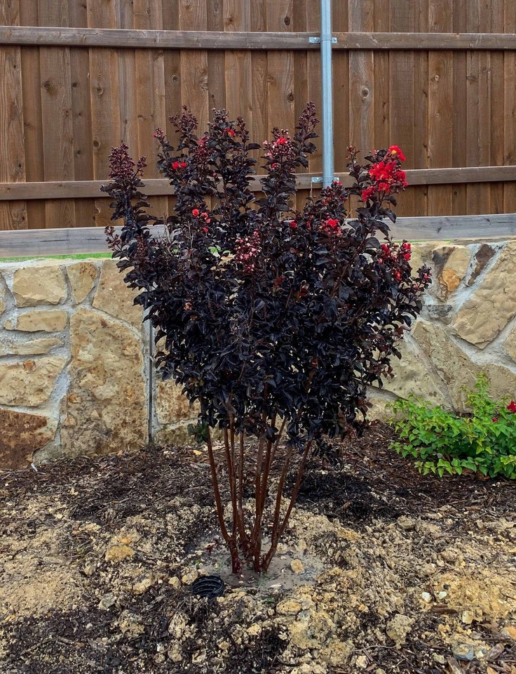 Ruby Thunderstruck Crape Myrtle Starter Lagerstroemia Rooted "STARTER ...