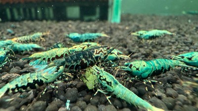 1 Top Grade Metallic Female Blue Boa Caridina. Live Arrival! Free 2Day ...