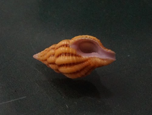 Peristernia Incarnata 22.1mm F+++/GEM Unusual collectible Specimen WOW! | eBay