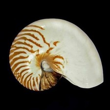 Vida Mar Shells | eBay Stores