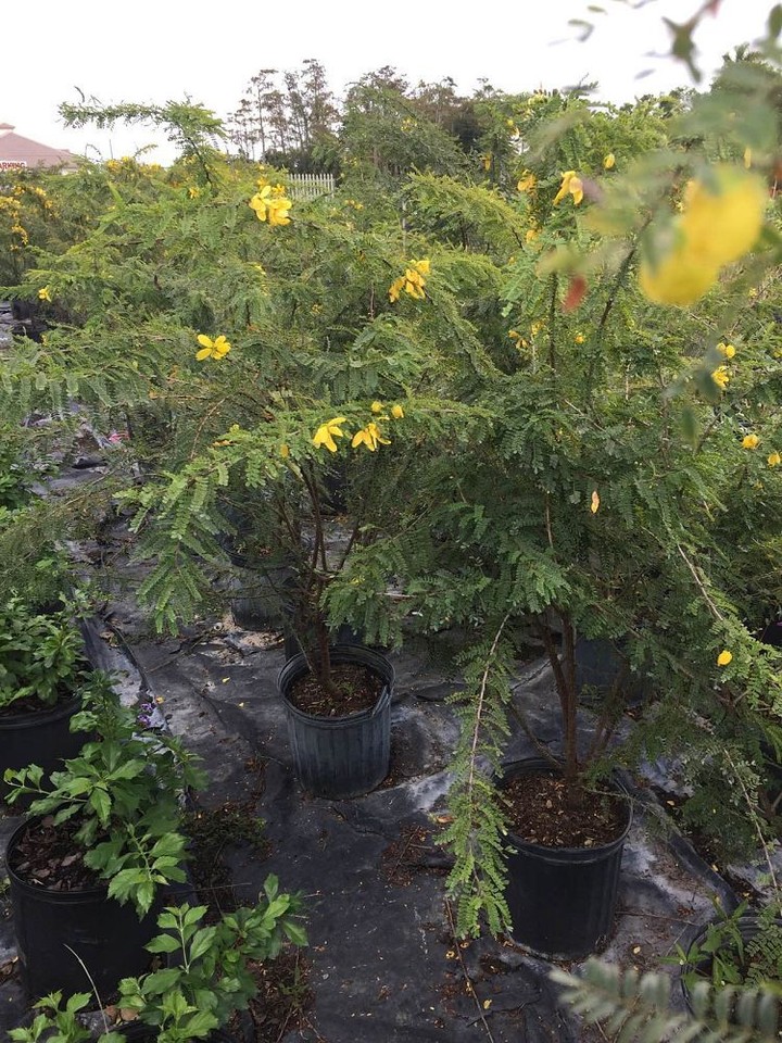 LIVE PLANT 3ft Senna polyphylla - Desert Cassia - Dwarf Weeping Cassia ...