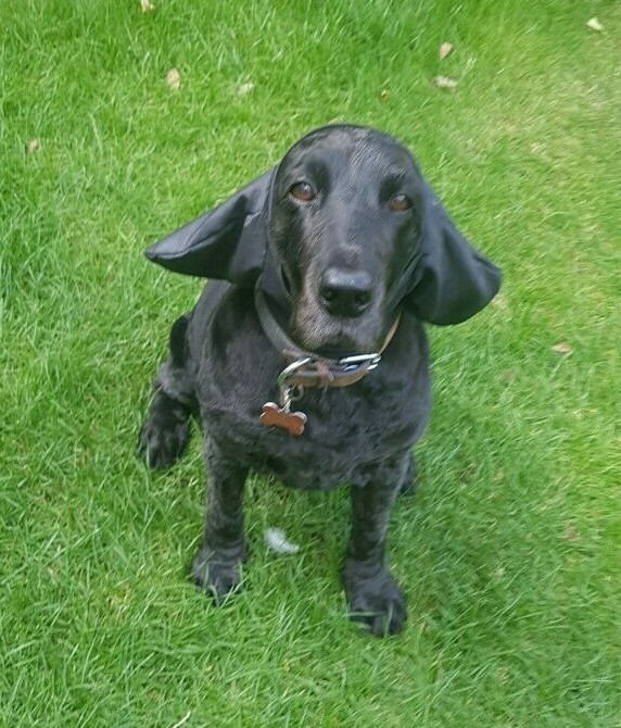 Dogs Ear Protectors/Protection Mutts Ear Mitts® Spaniel, Ear Cover/Hood ...