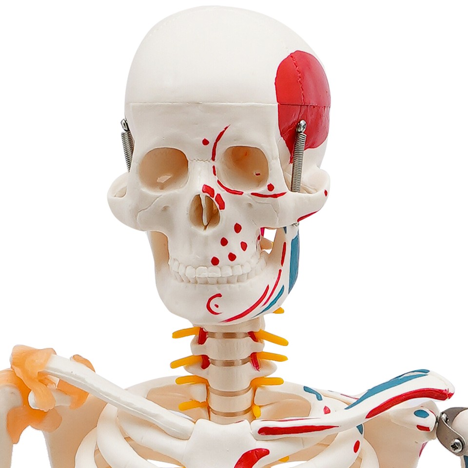 34 Inch Human Skeleton Model Half Life Size Freestanding Human Skeleton ...