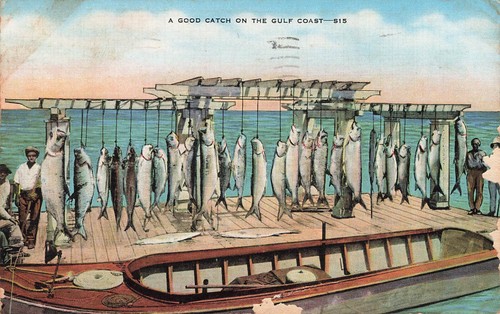 GOOD FISH CATCH ON THE GULF COAST POSTCARD ALICE TX TEXAS 1940s | eBay