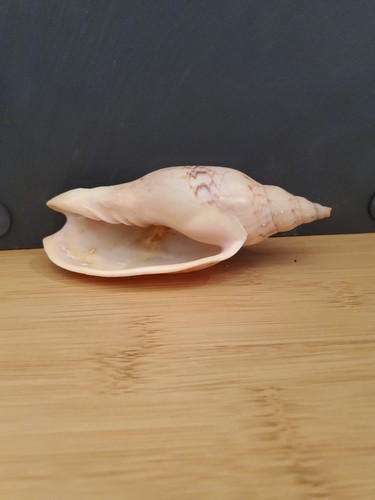 Beautiful Large Rare - Ericusa Sowerbyi Volute Sea Shell 150mm Home ...
