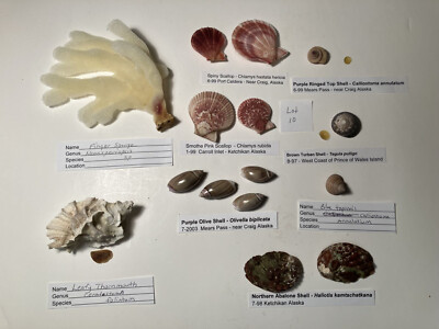 Alaska Sea Shells. Lot 10. 9 unique sea creatures from Southeast Alaska ...