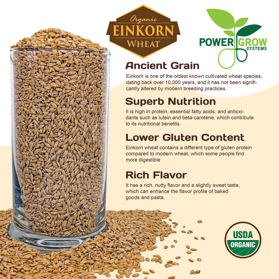 Einkorn Wheat - 100% Certified Organic Einkorn Wheat (5-25 Pounds) | eBay