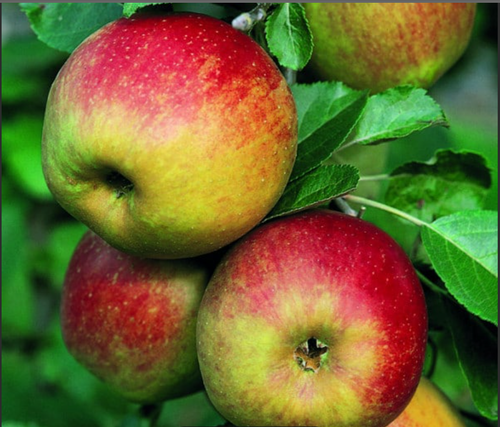 GREFFON - Pommier 'Belle Fille de Salins' -Malus domestica | eBay