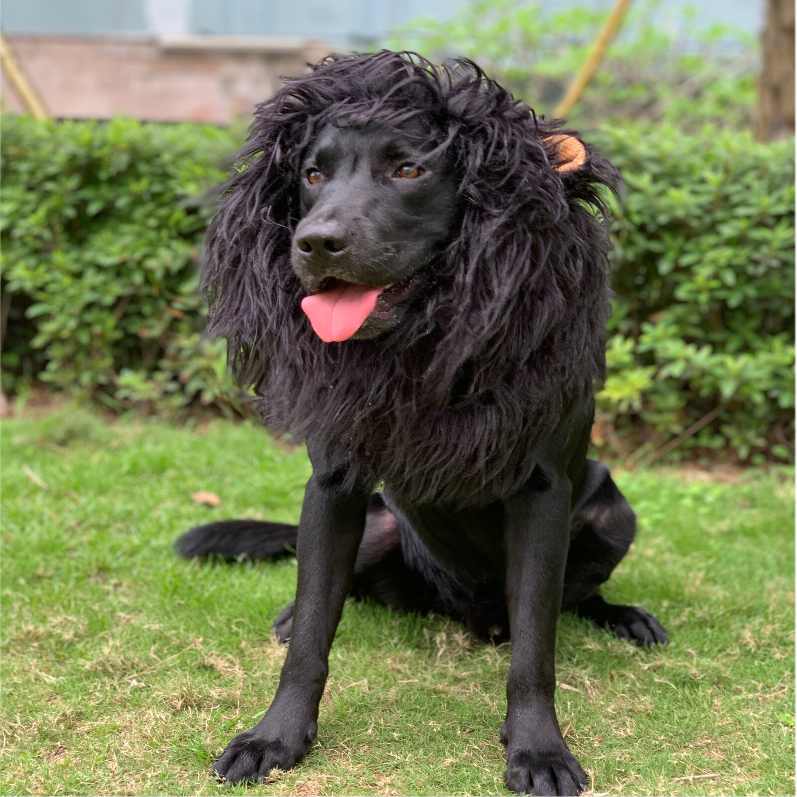 Lion Mane for Dogs, Funny Halloween Costume Apparel for Dogs, Snoods ...