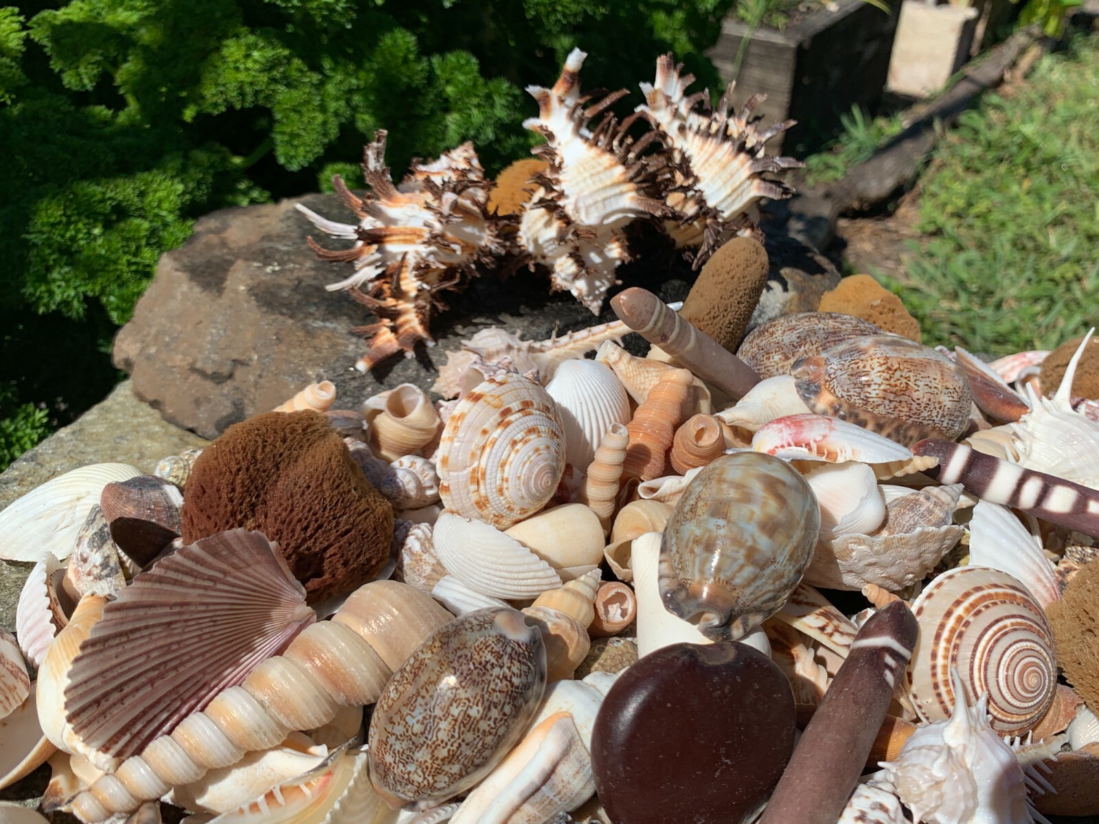 Huge Lot of Beautiful Seashells 5+ LBS Sea Shells Best Price! Free Ship ...