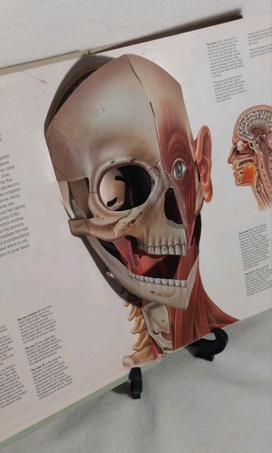 Human Body by Jonathan Miller and David Pelham (1983, Pop-Up) 1st Ed | eBay