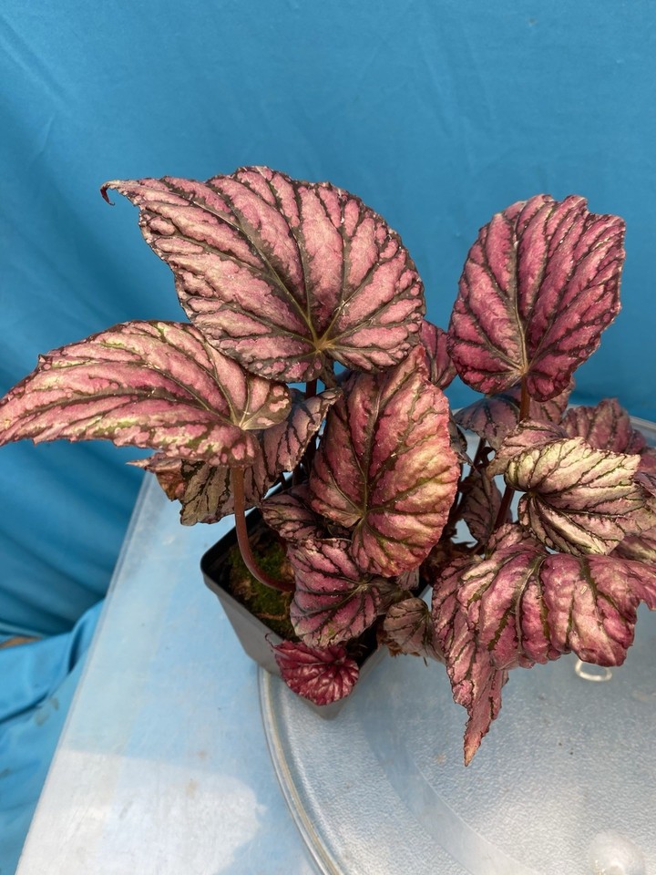Begonia Robert McLachlan Pink Silver Glossy Foliage Easy Care ...