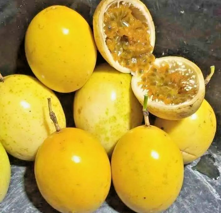 Yellow Passion Fruit (Passiflora edulis) Flavicarpa Maracu 2.000 ...