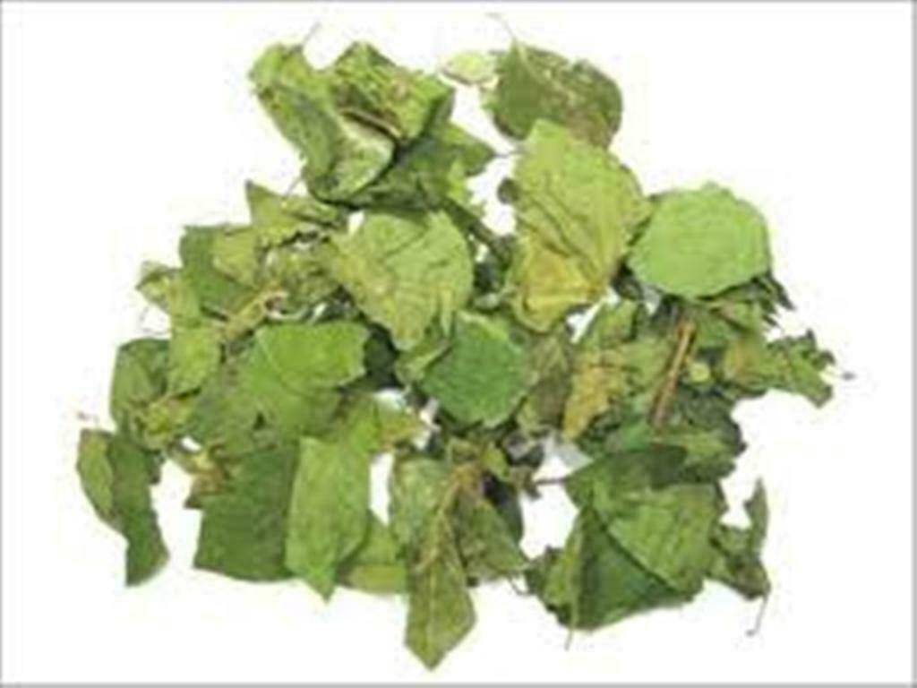 GUDMAR LEAVES, Gymnema Sylvestre, Indian Herbs , Natural and Fresh 100 ...