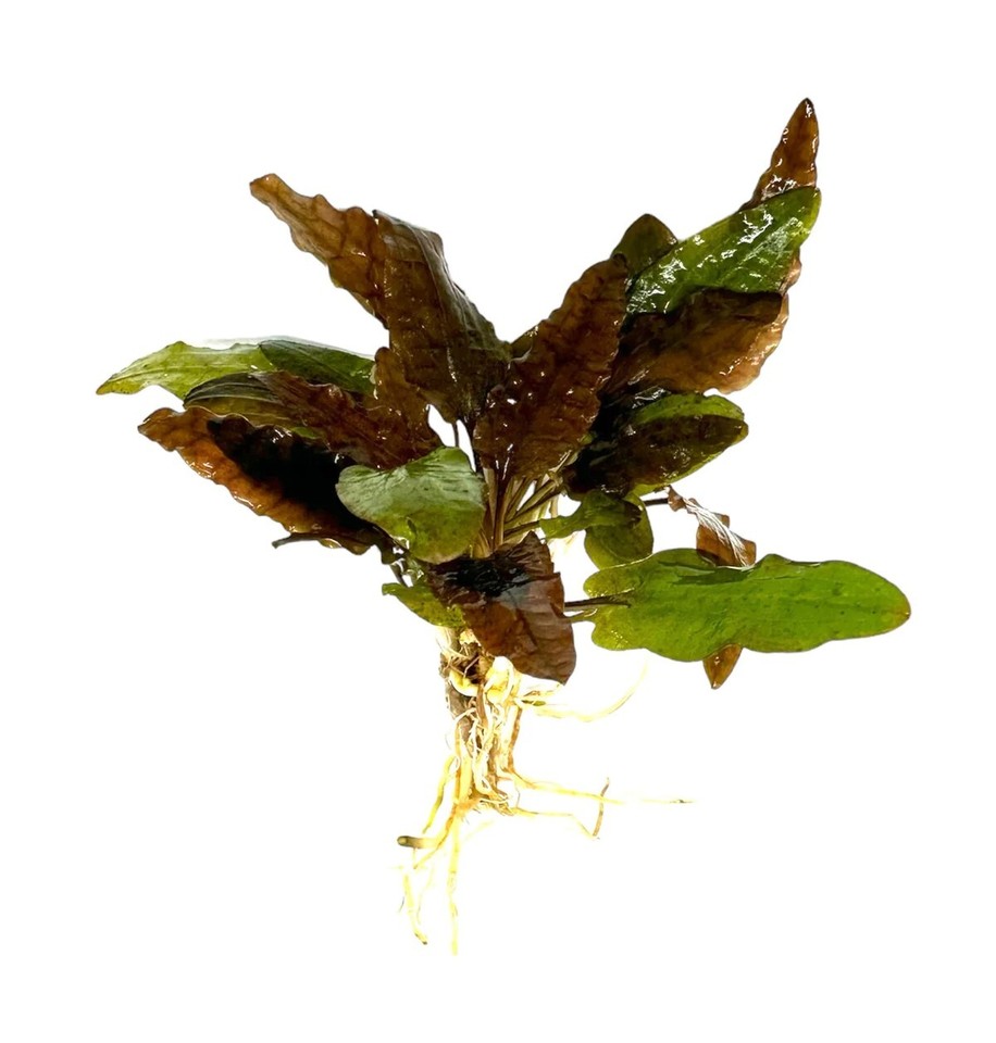 Cryptocoryne Wendtii 'Bronze' - BUY3GET1FREE - Live Aquarium Red Plant ...