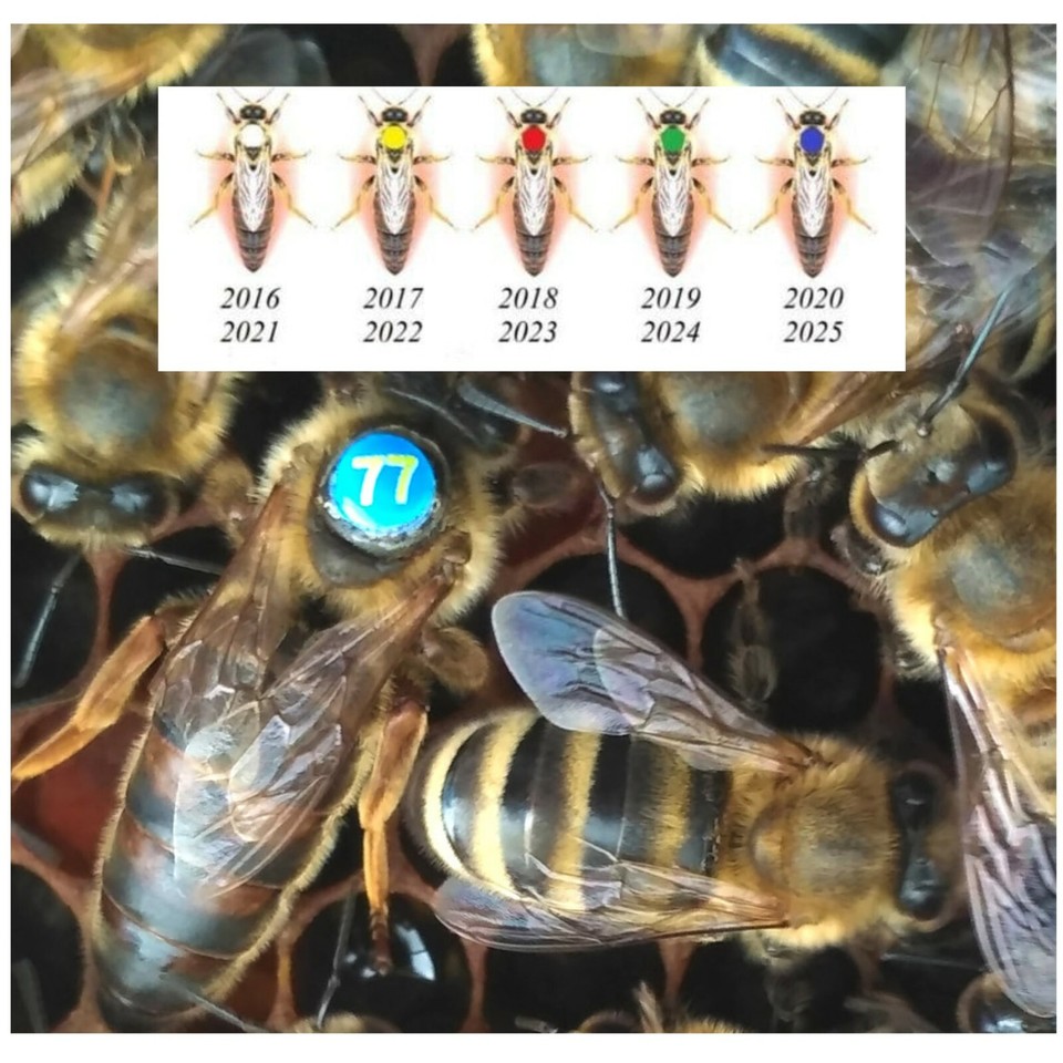 Markings Tag 500 pcs for Queen Bees 5 Colors* Numbers 1 -100 (without ...