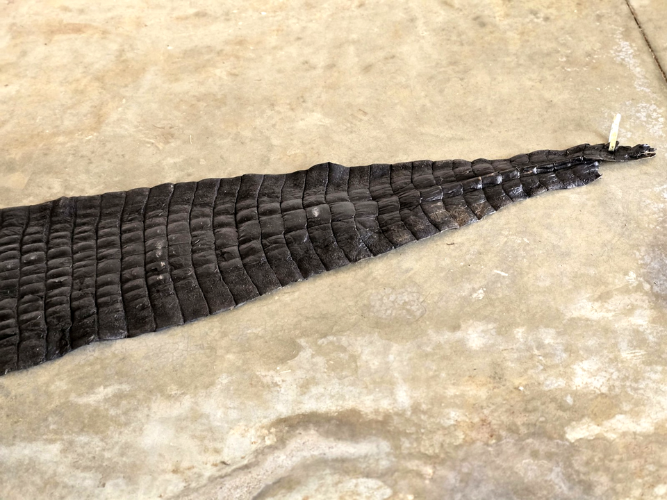 Genuine Wild American Alligator Belly Thick Hide Skin Pelt Leather 10bl ...