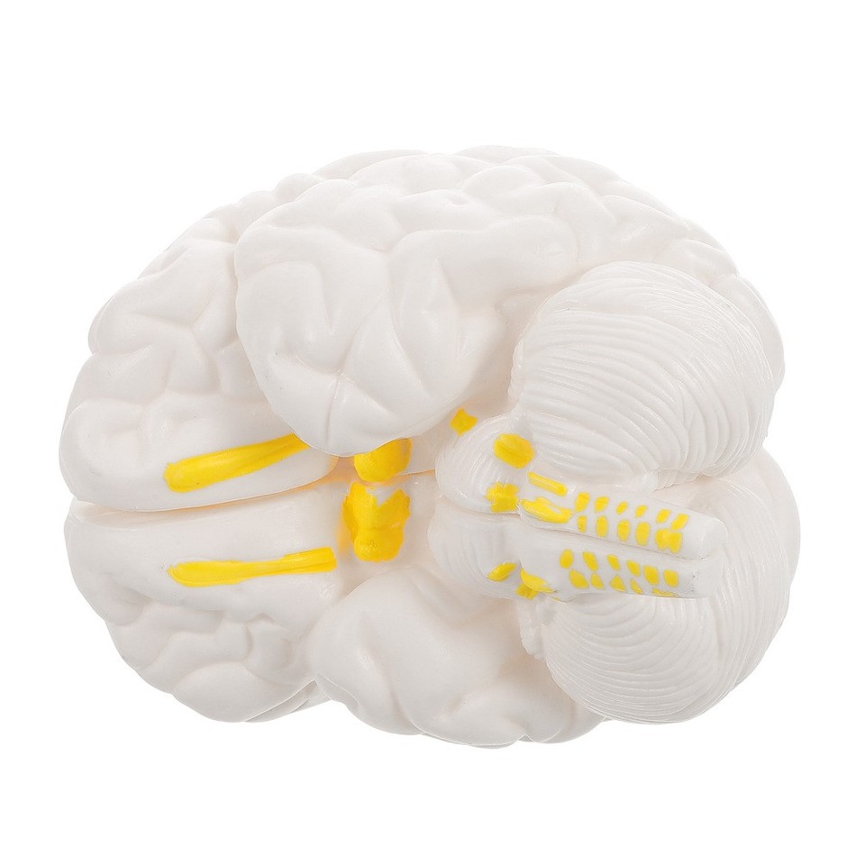 Anatomical Structures Model Anatomy Study Tools Human Brain Stem Toys ...