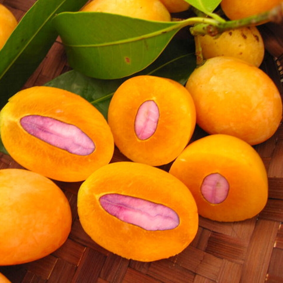 Plum Mango Grafted Plant Maprang Fruit Bouea Macrophylla Tree Tropical Tall 24'' | eBay