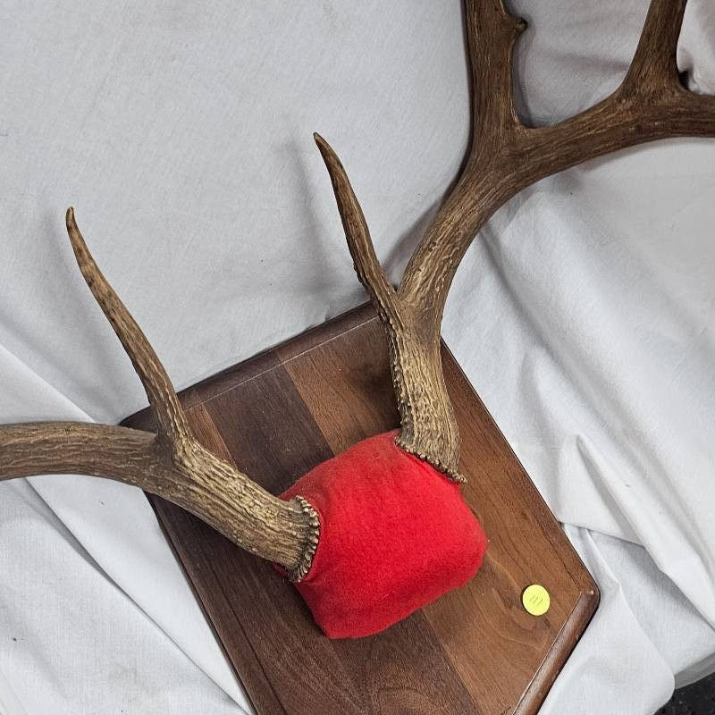 Nice Mounted Dark Colored 9 Point Buck Rack Mount, Shot in 1982 | eBay