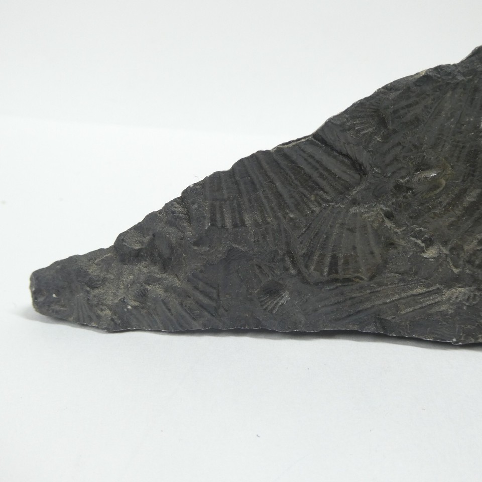 Fossil Display Black Stone Slab Unknown Shells 9" Long 1lb6oz Specimen ...